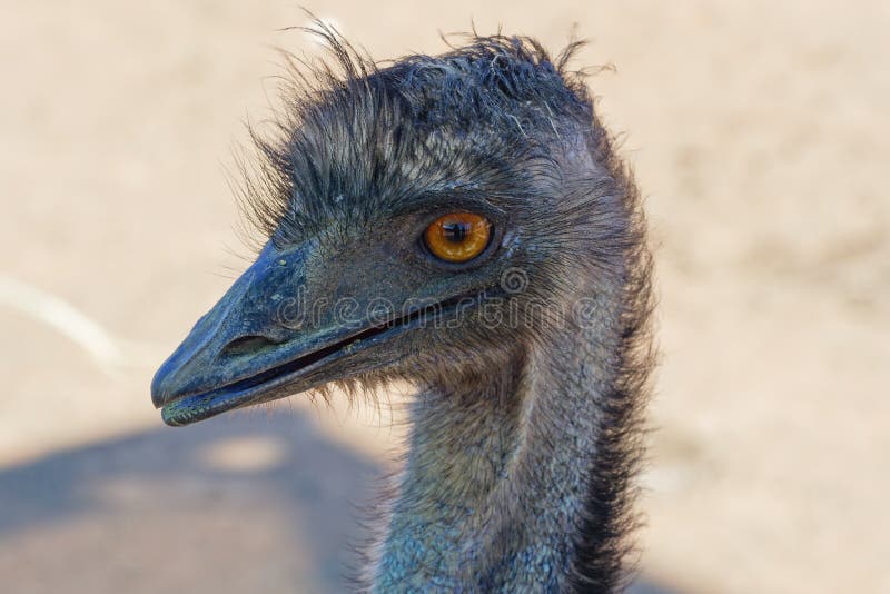 Close Up of the Head of an Emu Looking To the Left Stock Image - Image ...