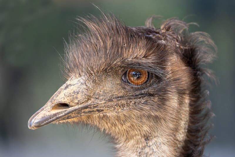 Emu stock photo. Image of close, flightless, showing - 217333796