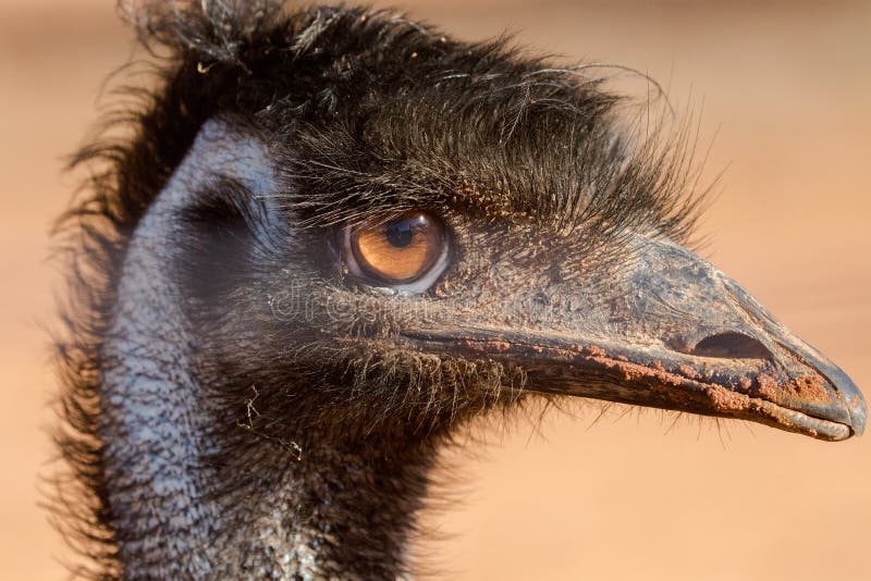 3,487 Emu Eye Photos - Free & Royalty-Free Stock Photos from Dreamstime