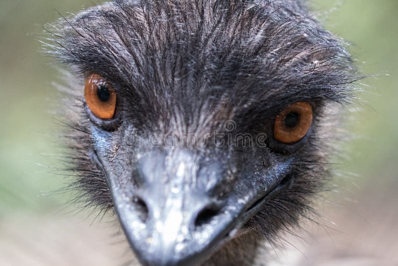 Emu stock photo. Image of nature, bird, dromaius, wildlife - 190077000
