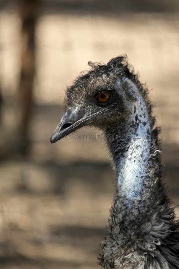 This is a Close Up of an Emu Stock Image - Image of plumage, black ...