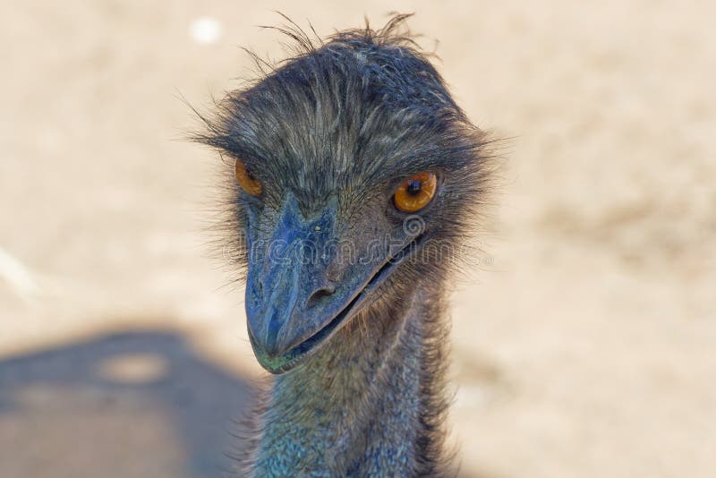 520 Africa Emu South Stock Photos - Free & Royalty-Free Stock Photos ...