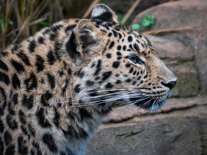 Amur Leopard Close of Its Face Stock Photo - Image of leopard, beauty ...