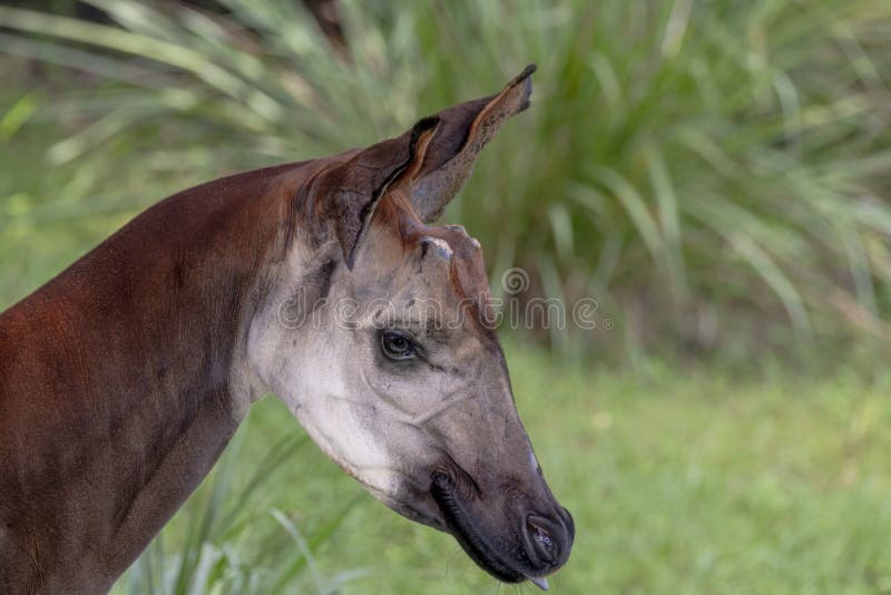 Close Up of a Endangered Okapi with Out Horns Stock Image - Image of ...