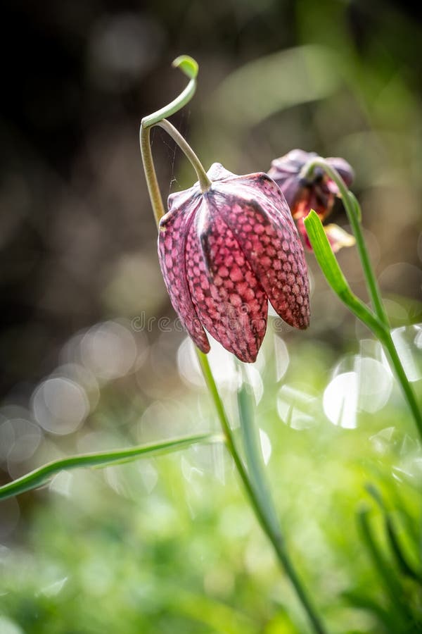 Close Up on an Endangered Wild Chess Flower in a Natural Environment ...