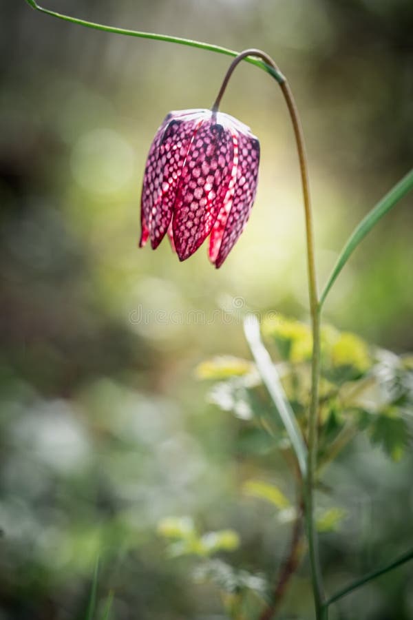 Close Up on an Endangered Wild Chess Flower in a Natural Environment ...