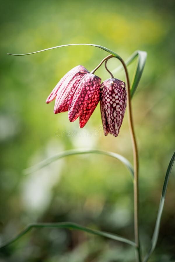 Close Up on an Endangered Wild Chess Flower in a Natural Environment ...