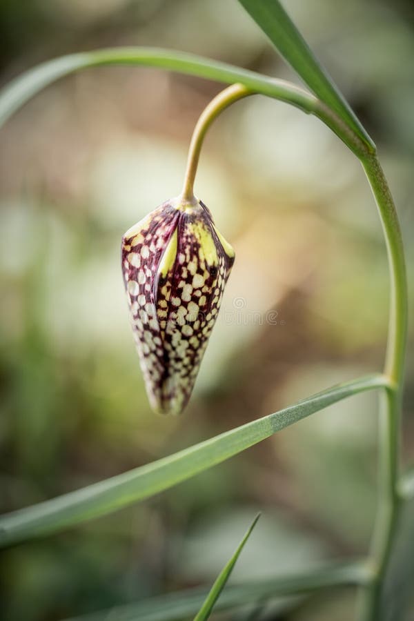Close Up on an Endangered Wild Chess Flower in a Natural Environment ...