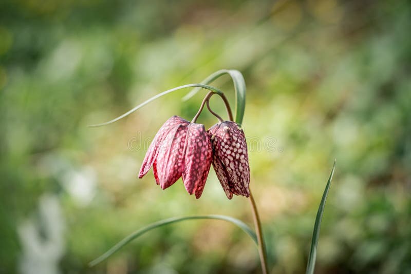 Close Up on an Endangered Wild Chess Flower in a Natural Environment ...