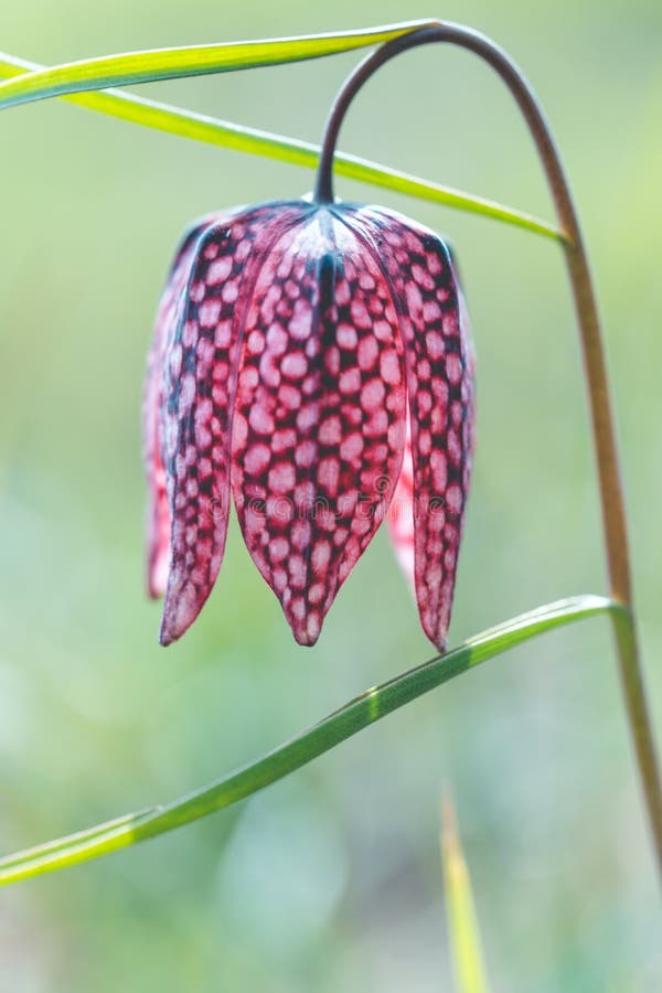 Close Up on an Endangered Wild Chess Flower in a Natural Environment ...