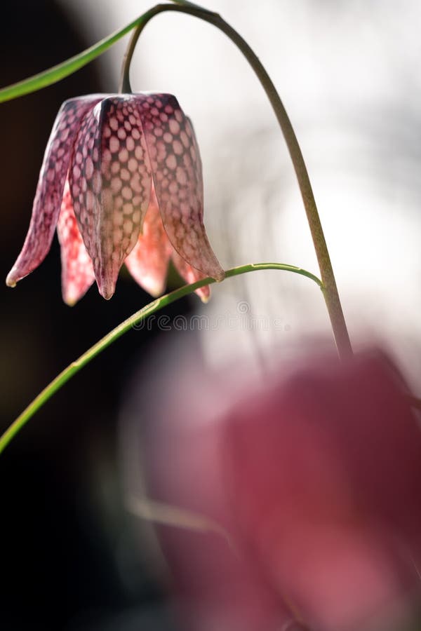 Close Up on an Endangered Wild Chess Flower in a Natural Environment ...