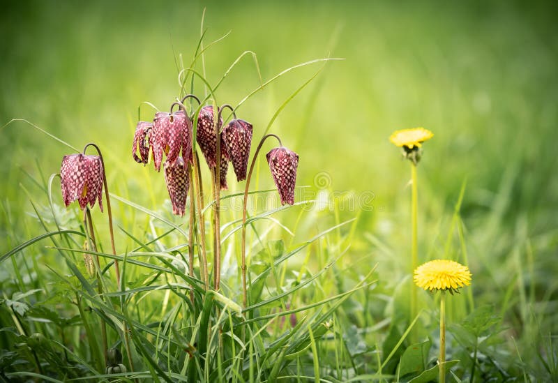 Close Up on Endangered Wild Chess Flowers in a Natural Environment ...
