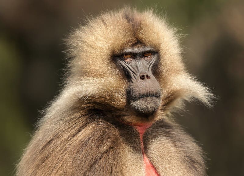 Close Up of Endemic Gelada Monkey Stock Image - Image of africa, animal ...
