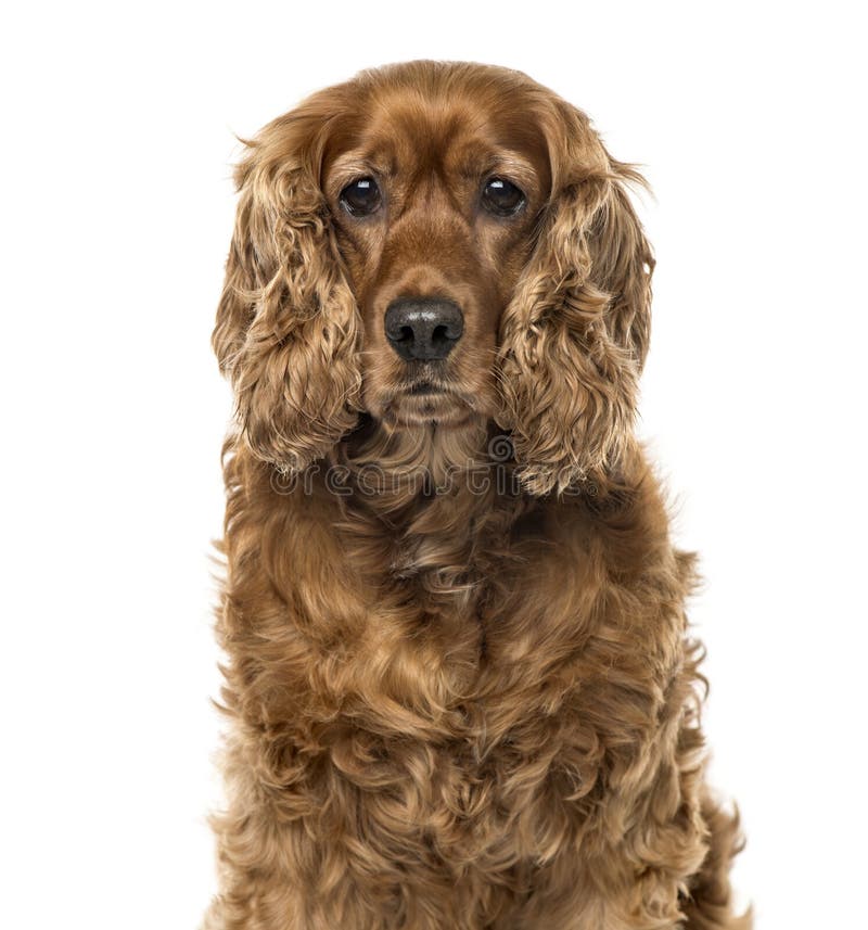 Close-up of an English Cocker Spaniel, 6 Years Old Stock Image - Image ...
