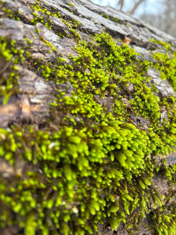 Entodon Seductrix Moss on a Log Stock Image - Image of floor, moist ...