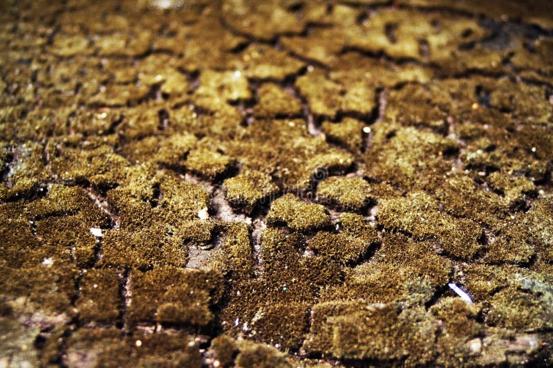 Close, -up, Environment Picture. Image: 109888255