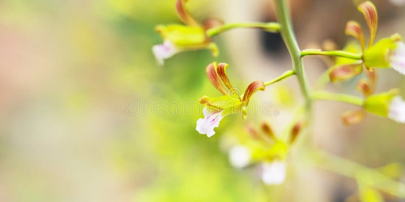 Close Up of Eulophia Graminea Stock Photo - Image of sharp, grow: 322017772