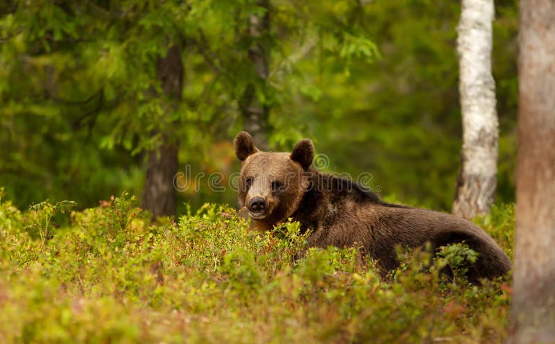 Close Up of an Eurasian Brown Bear in a Forest Stock Photo - Image of ...