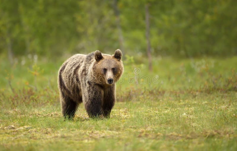 Close Up of an Eurasian Brown Bear Standing in Swamp Stock Photo ...