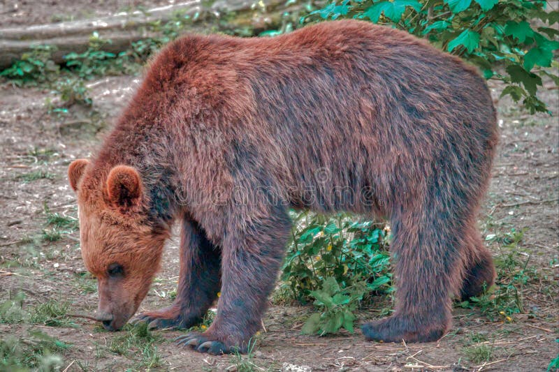 Wild Place Project, Bristol Stock Photo - Image of beauty, close: 255724802