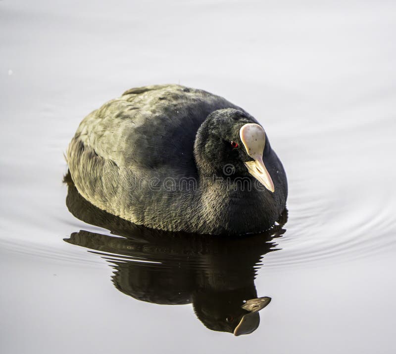 Close-Up of a Eurasian Coot Reflecting on Calm Waters with Subtle ...