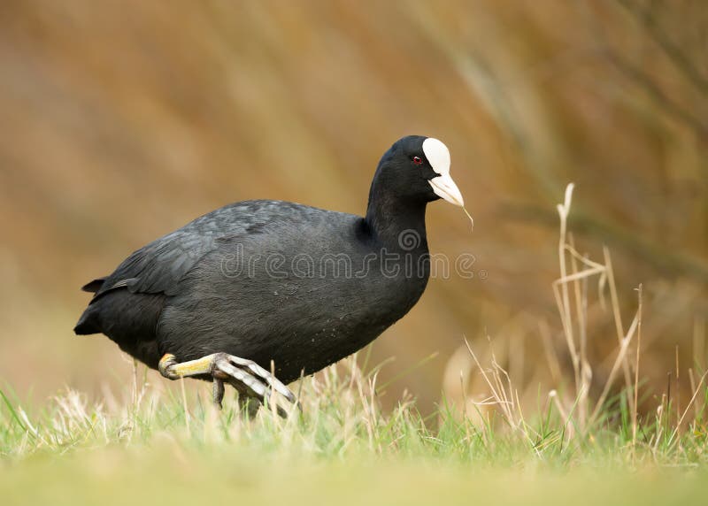 Coot Walking in Grass. Eurasian Coot on Farm. Waterfowl in Park. Birds ...