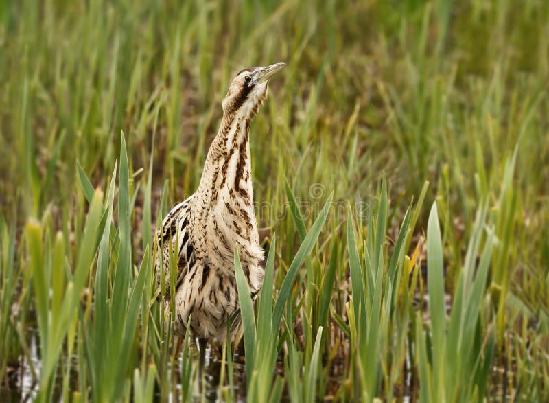 Close Up of an Eurasian Great Bittern Stock Photo - Image of animals ...