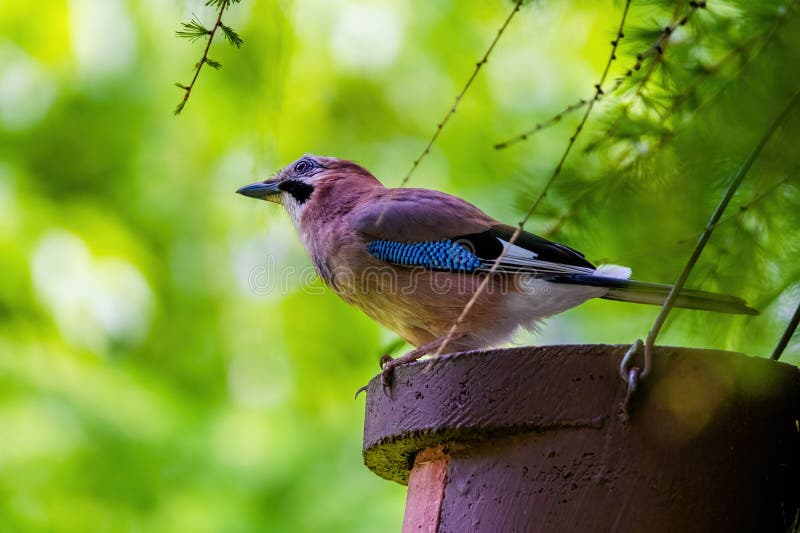 Close-up of Eurasian Jay, Birds in Wildlife Stock Photo - Image of beak ...