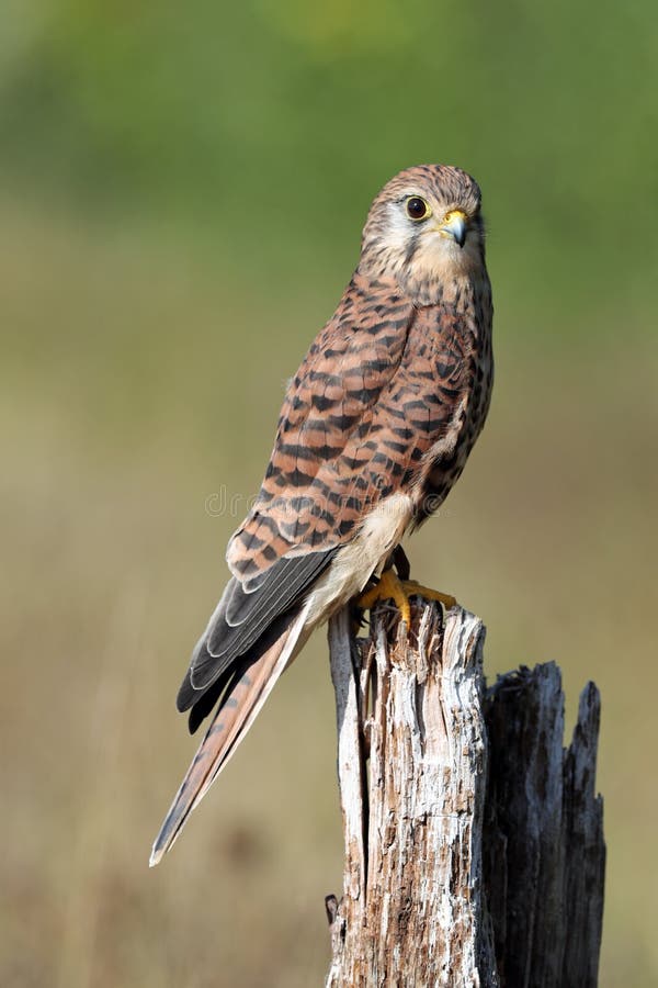 Close Up of an Eurasian Kestrel Stock Image - Image of feather, avian ...