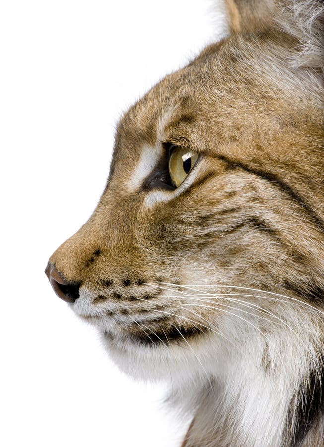 Close-up of Eurasian Lynx, 5 Years Old, Stock Photo - Image of people ...
