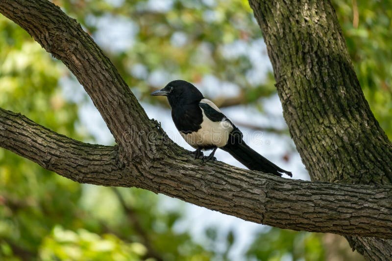 Close-up of a Eurasian Magpie or Common Magpie Pica Pica Sitting in a ...