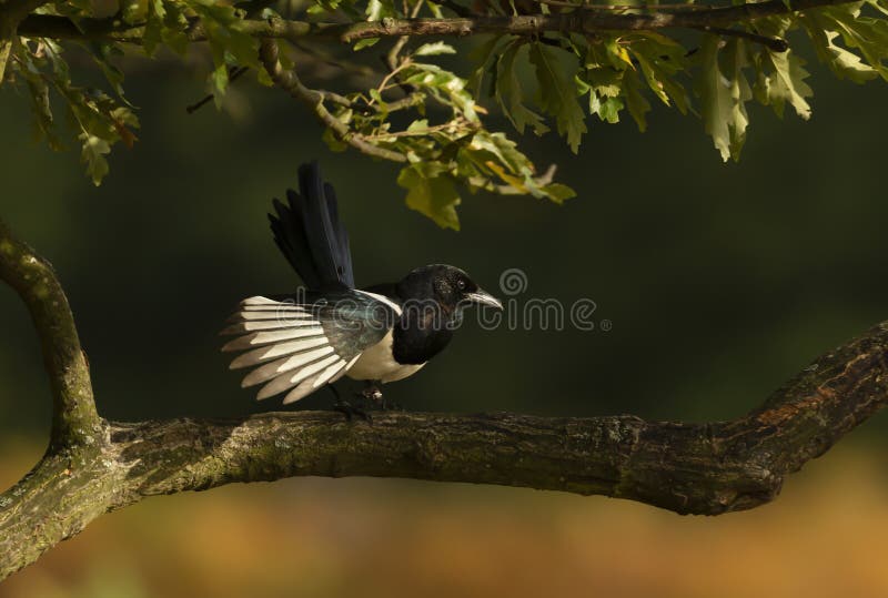 Close Up of an Eurasian Magpie Perched in a Tree Stock Image - Image of ...