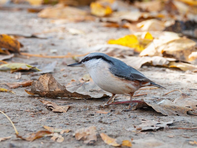 Autumn Leaves Shallow Focus Stock Photo - Image of garden, branch: 36242532