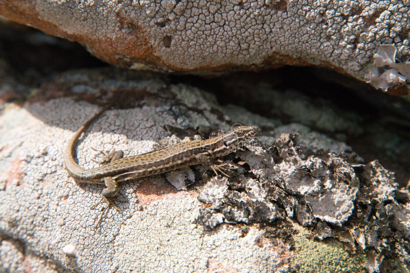 Close-up of a European Common Lizard on Sandstone Rock Stock Image ...