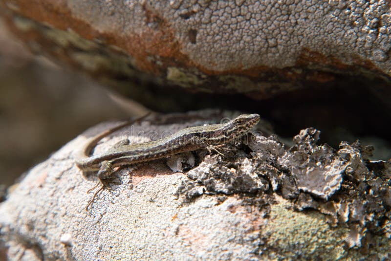Close-up of a European Common Lizard on Sandstone Rock Stock Image ...