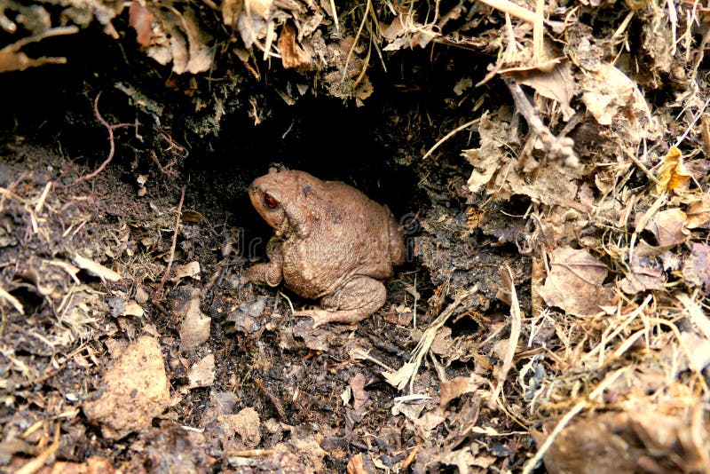 Toad in the Hole stock photo. Image of outdoor, detail - 252702192