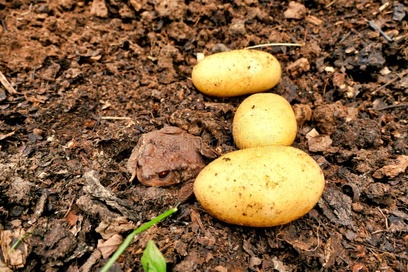Toad in the Hole and New Potatoes Stock Image - Image of nature, mouth ...