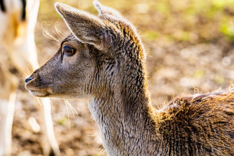 Close Up on European Fallow Deer (Dama Dama) Stock Image - Image of ...