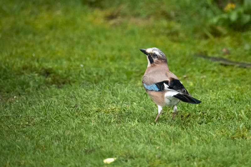 Close Up of a European Jay Garrulus Glandarius Standing on Grass Stock ...