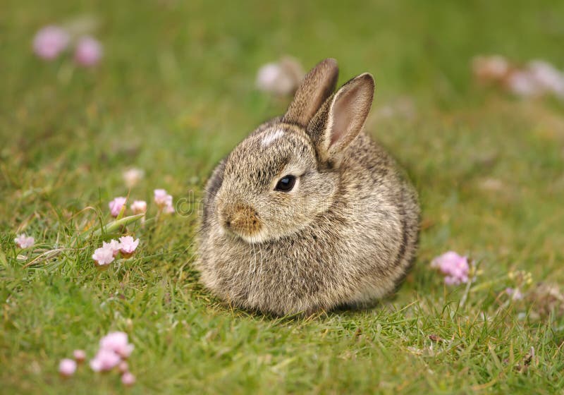 European Rabbit or Common Rabbit (Oryctolagus Cuniculus) Stock Image ...