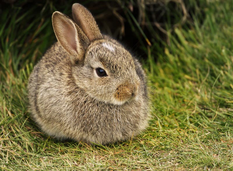 Close Up of European Rabbit in Grass Stock Image - Image of ears ...