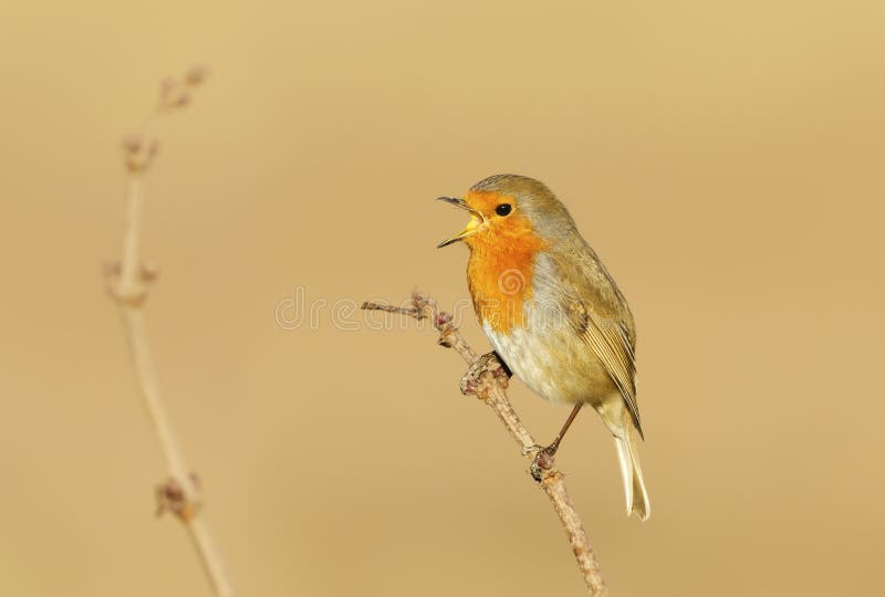 Close Up of a European Robin Calling in Spring Stock Photo - Image of ...