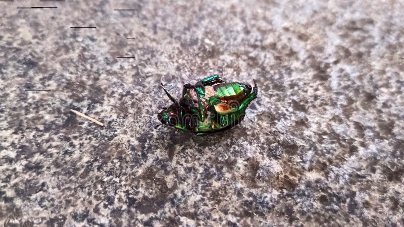 Rose Chafer Larva. Close Up of the Insect Stock Photo - Image of white ...