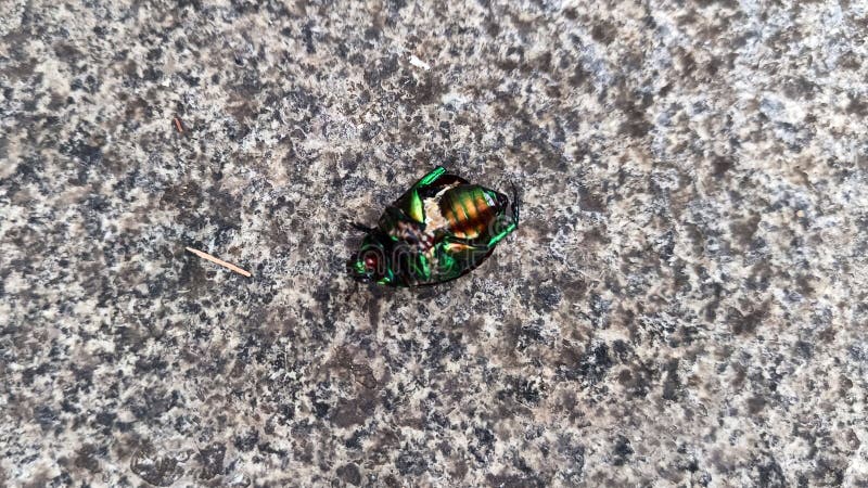Close Up of European Rose Chafer Insect Stock Image - Image of meadow ...