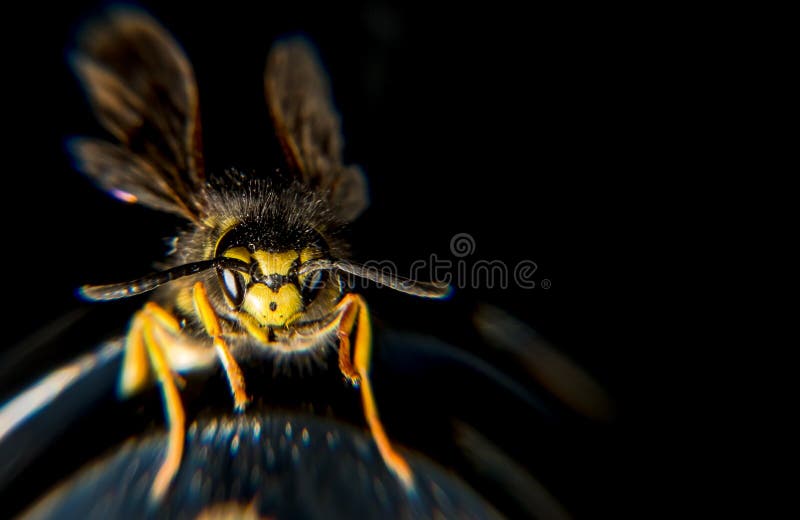 Close Up of a European Wasp Stock Photo - Image of detail, face: 84240530