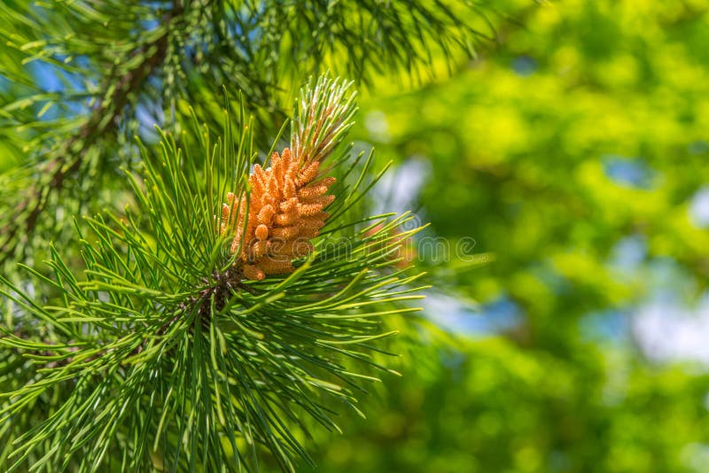 Evergreen needles stock image. Image of banks, evergreen - 227821893
