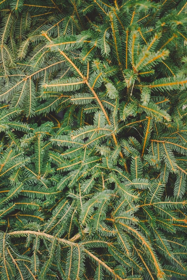 Close-up of Evergreen Pine Tree Branches Stock Photo - Image of ...