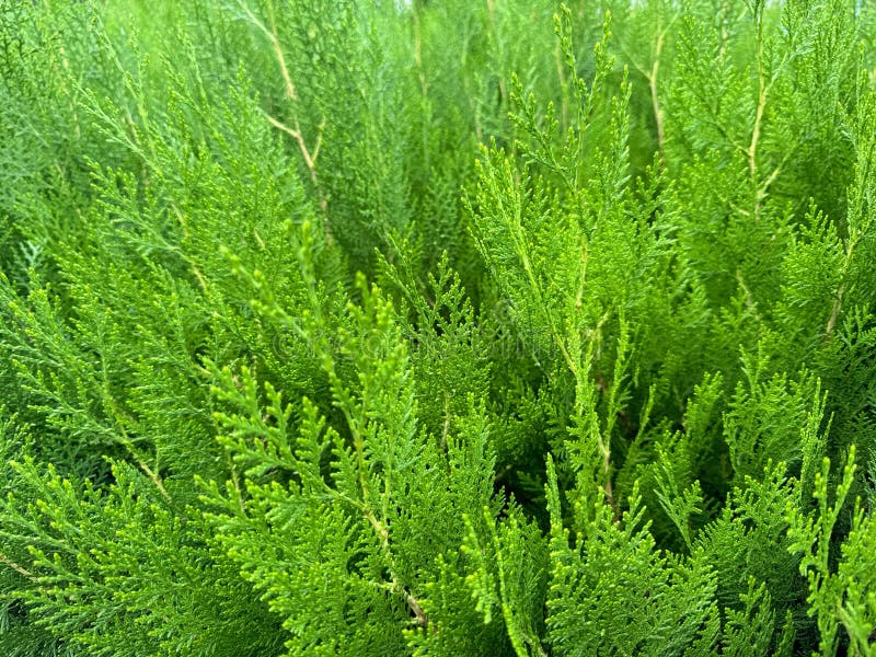 Close-up of Evergreen Thuja Tree Branches Creating Natural, Textured ...