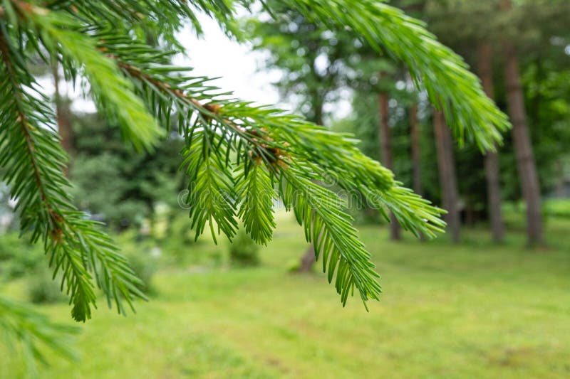 Close-up of Evergreen Tree Branch in Lush Green Forest Setting Stock ...