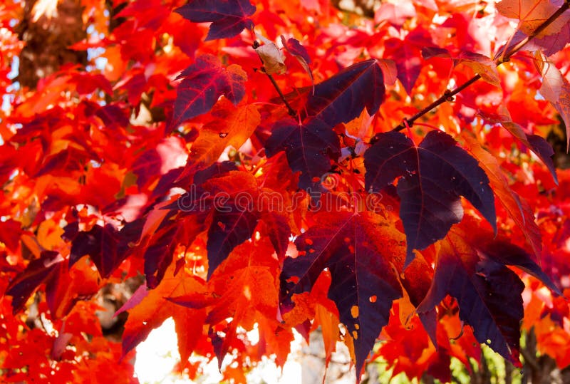 Maple leafs on fire stock image. Image of fire, bush - 103549155